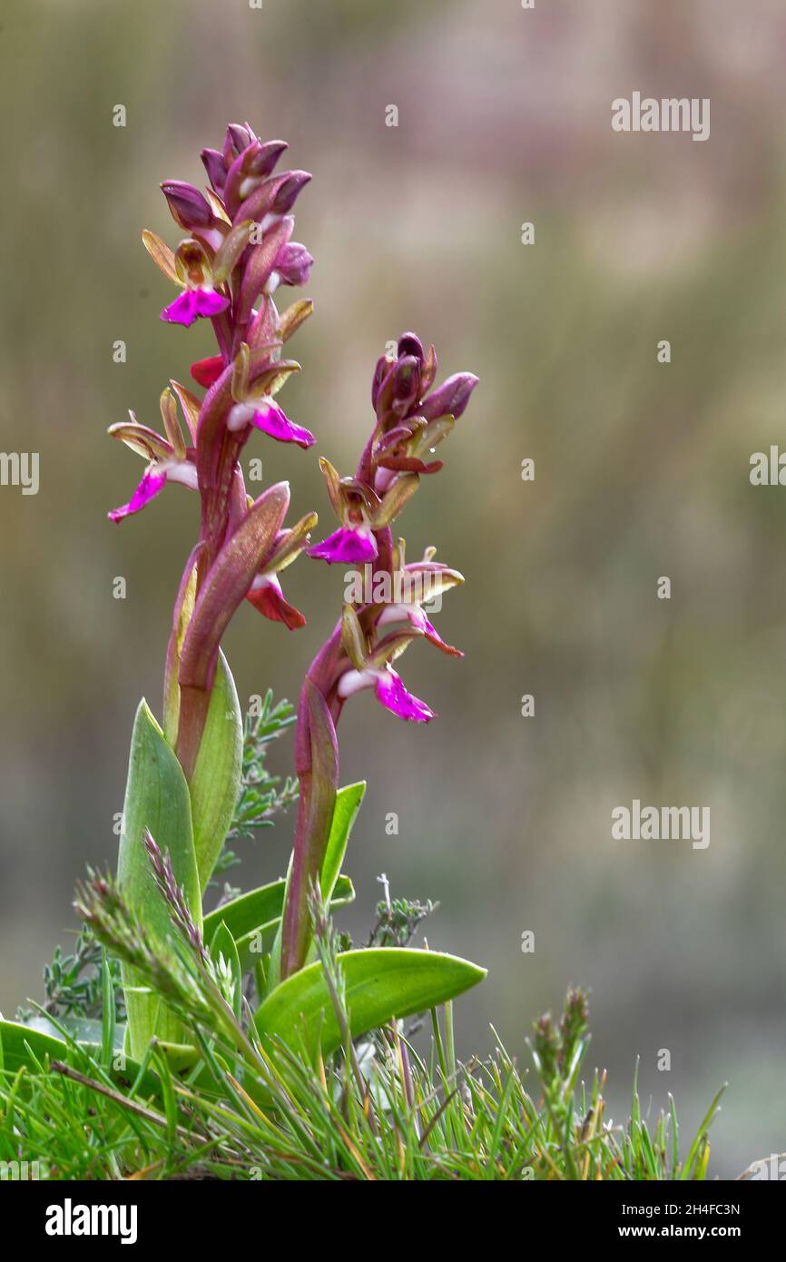 Orchis collina, is a terrestrial species of the orchid family Stock ...