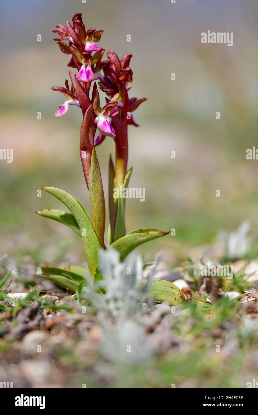 Orchis collina, is a terrestrial species of the orchid family Stock ...
