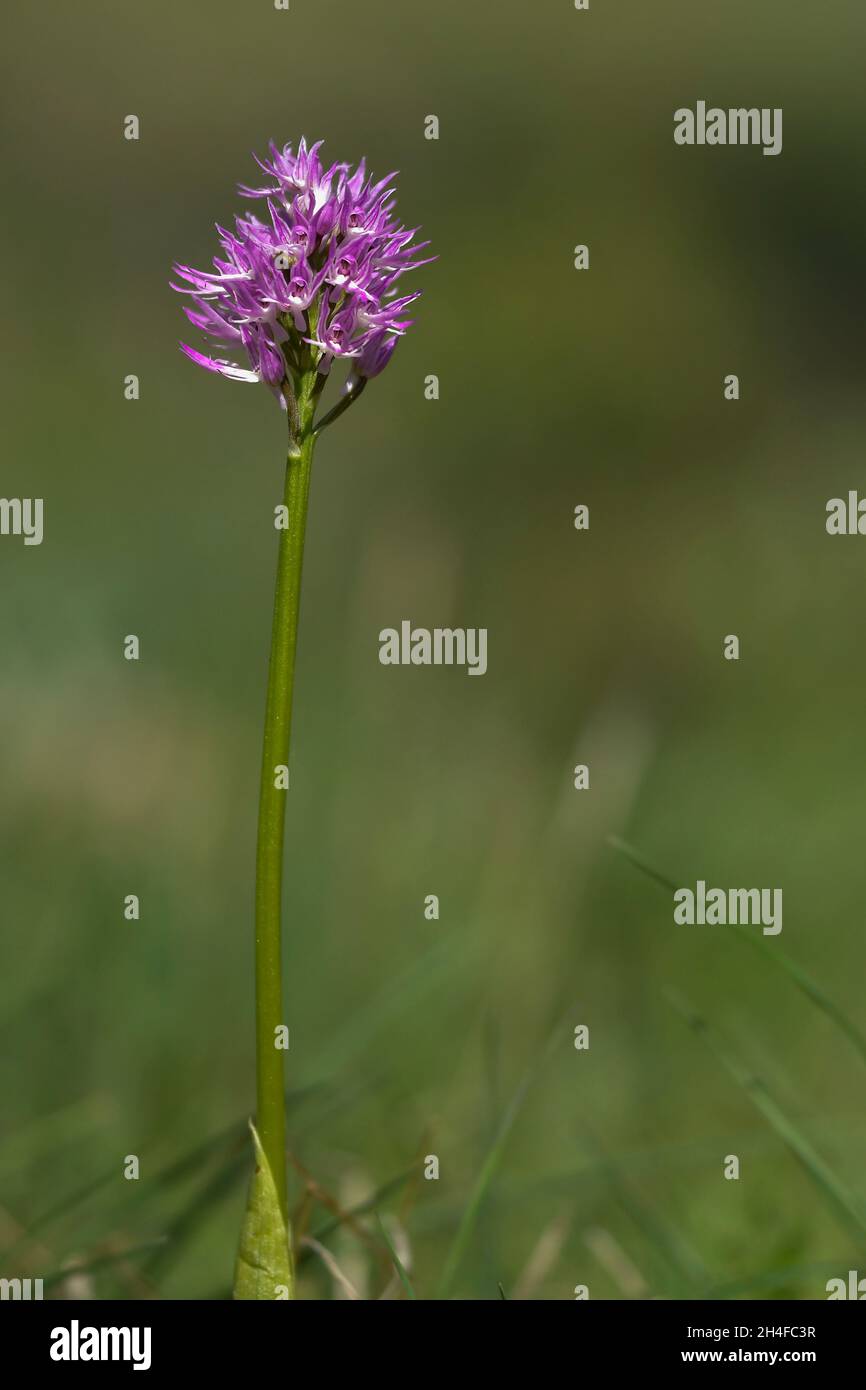 Orchis italica, is a terrestrial species of the orchid family Stock ...