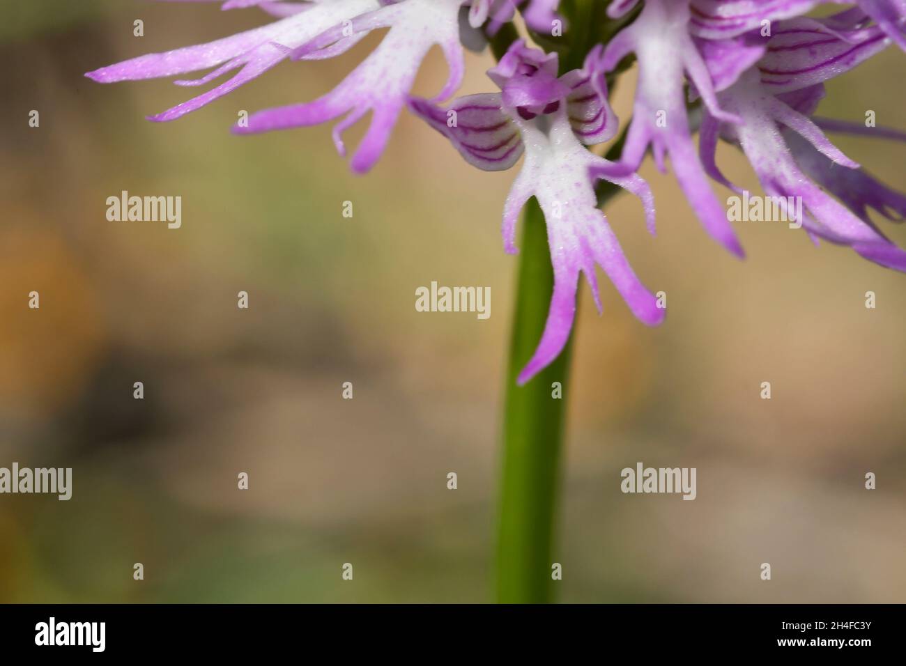 Orchis italica, is a terrestrial species of the orchid family Stock ...