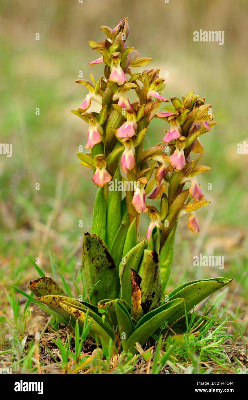 Orchis collina, is a terrestrial species of the orchid family Stock ...