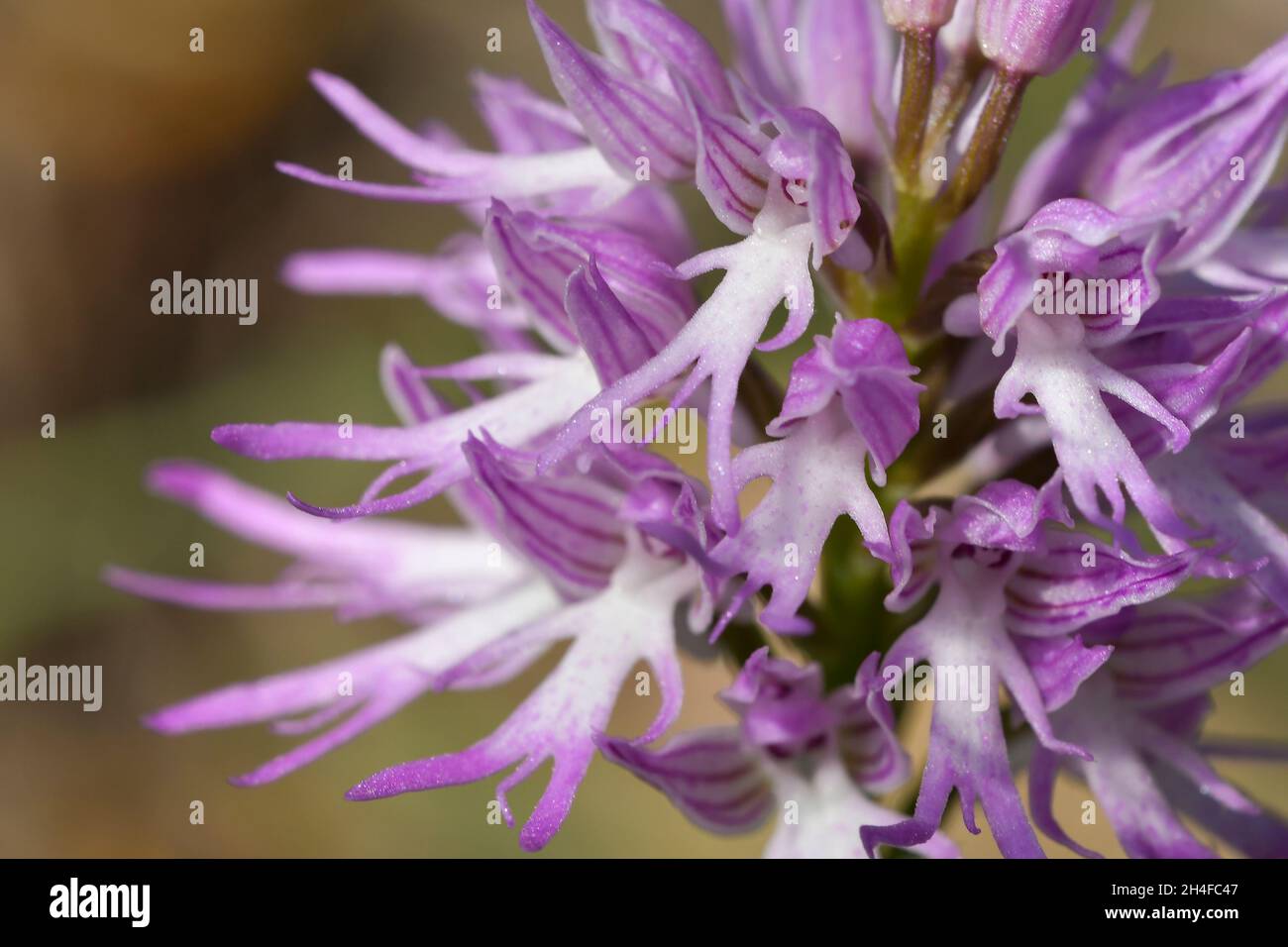 Orchis italica, is a terrestrial species of the orchid family Stock ...