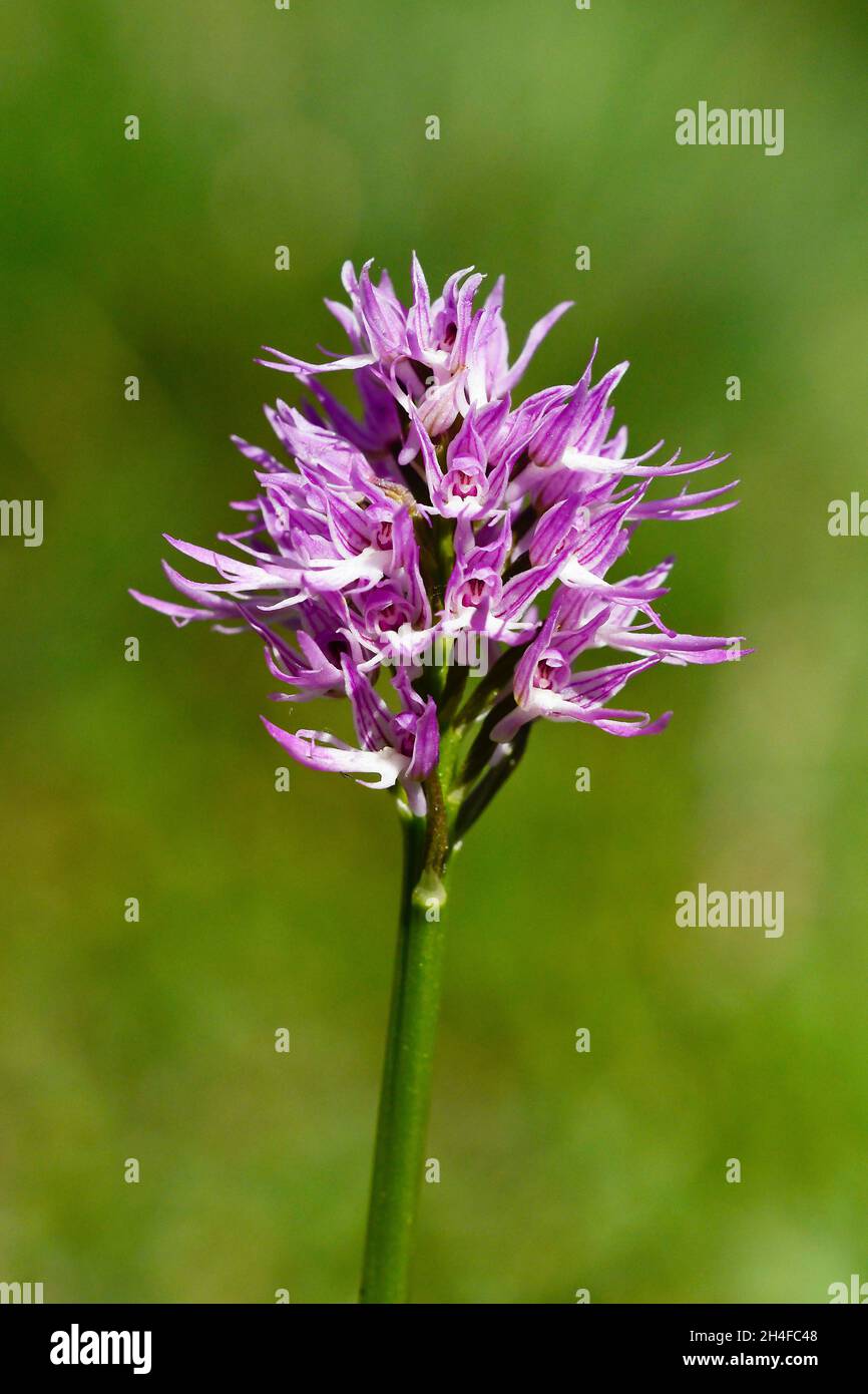 Orchis italica, is a terrestrial species of the orchid family Stock ...