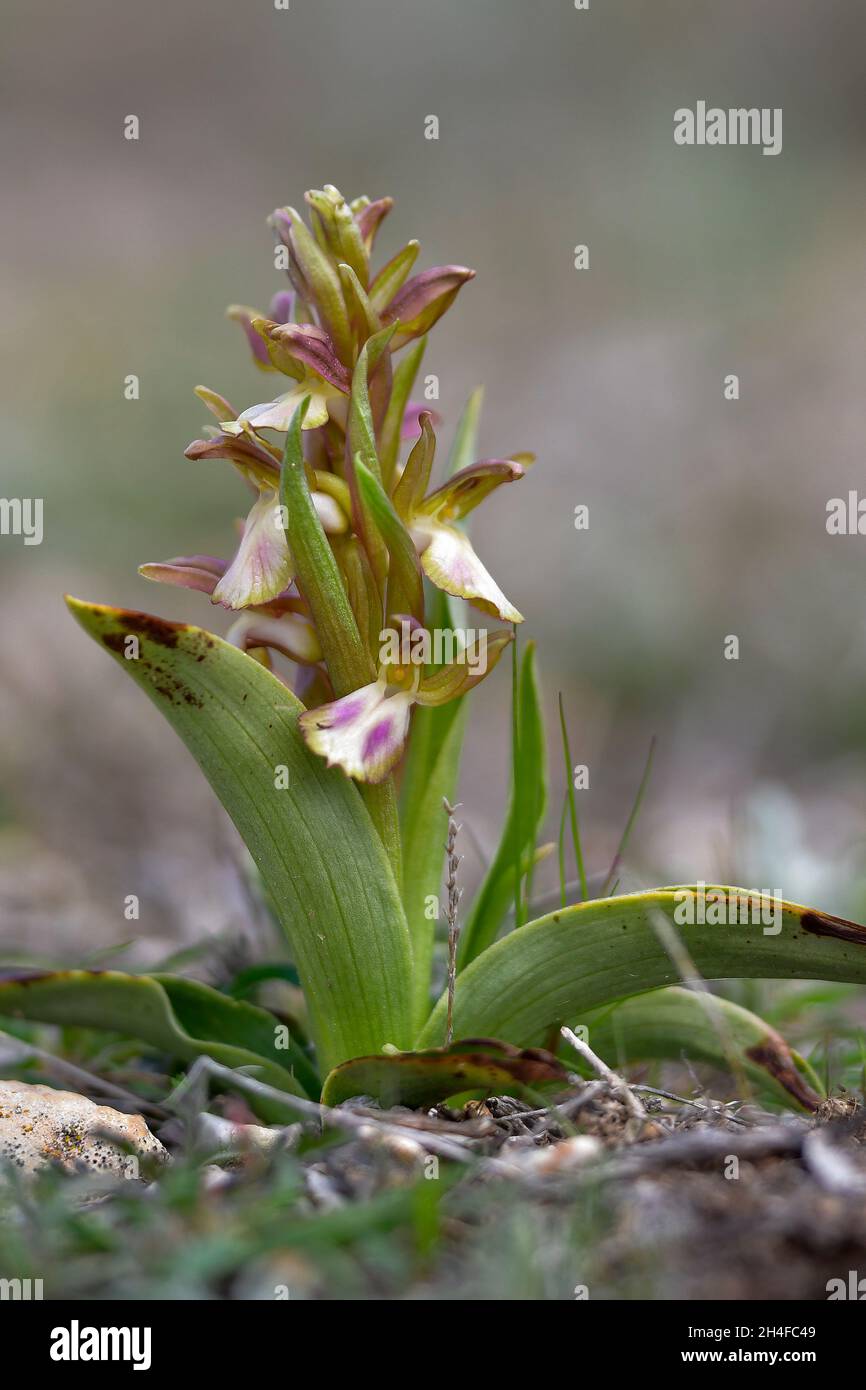 Orchis collina, is a terrestrial species of the orchid family Stock ...