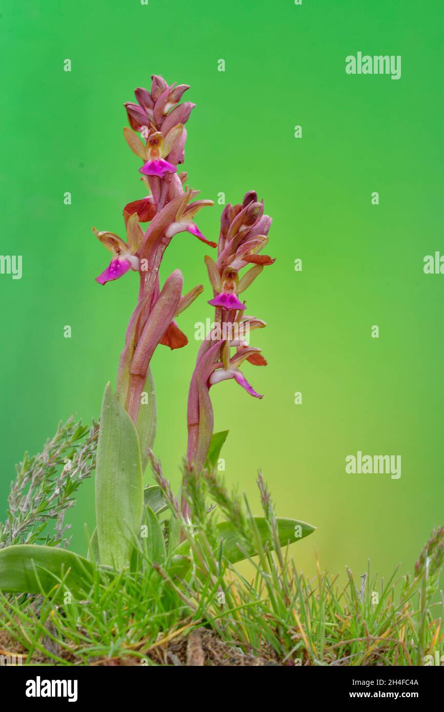 Orchis collina, is a terrestrial species of the orchid family Stock ...