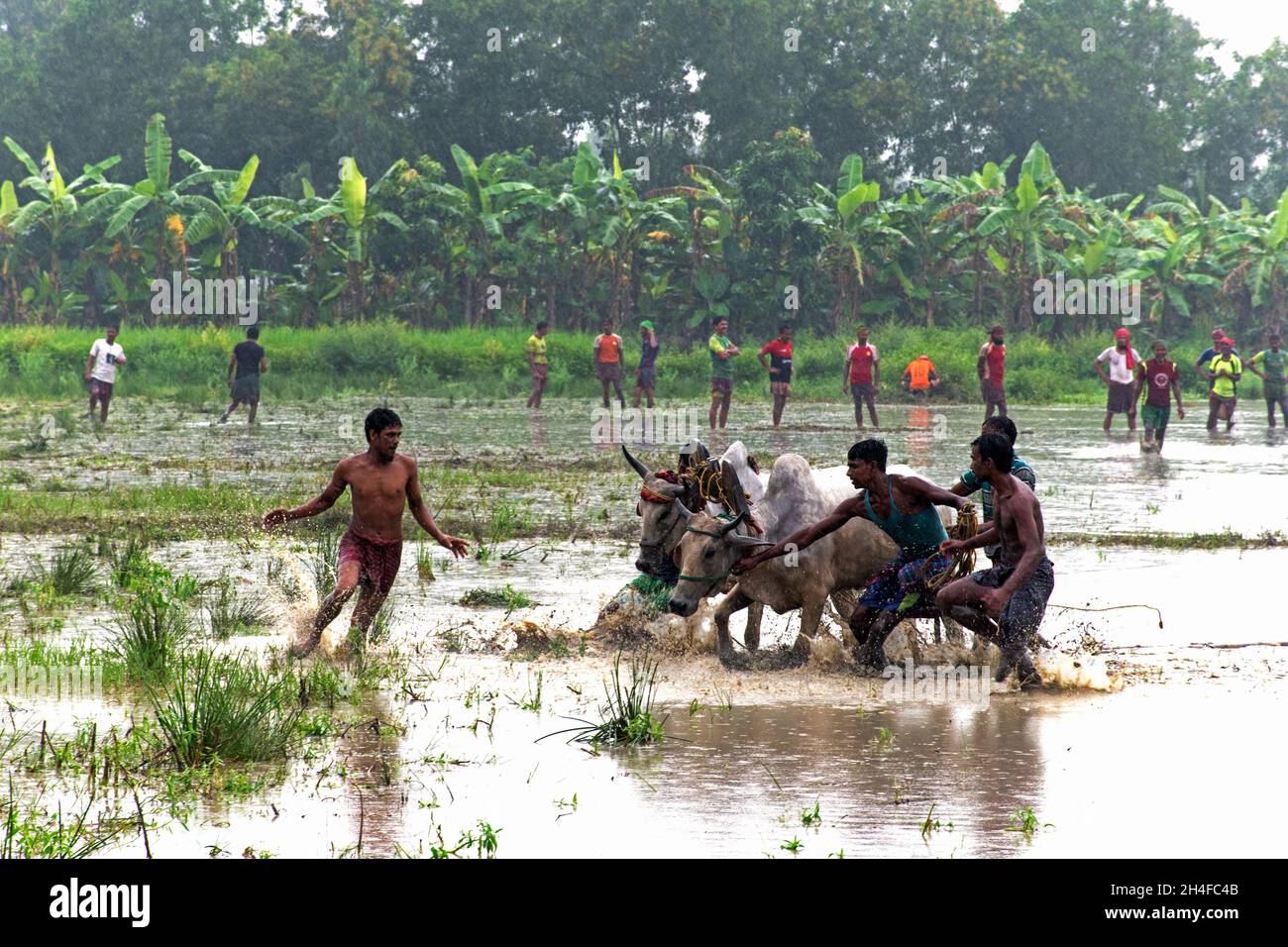 Bagmari, India. 28th Oct, 2021. People race cattle in Bagmari, India on ...