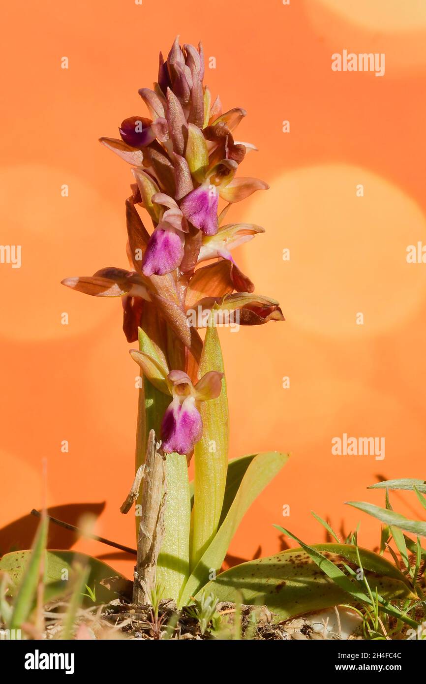 Orchis collina, is a terrestrial species of the orchid family Stock ...