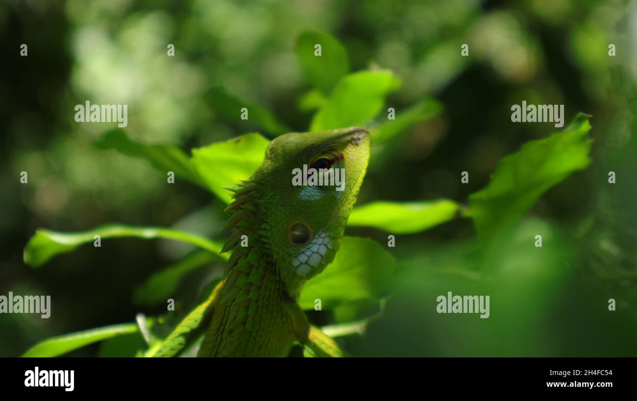 Beautiful lizards hi-res stock photography and images - Alamy