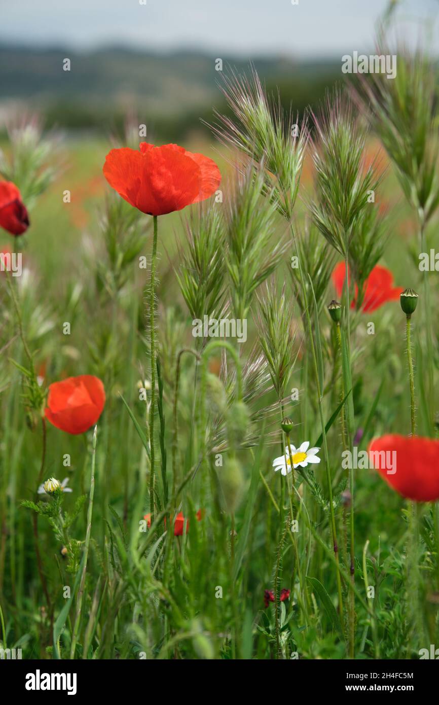 Poppies in the grass hi-res stock photography and images - Alamy