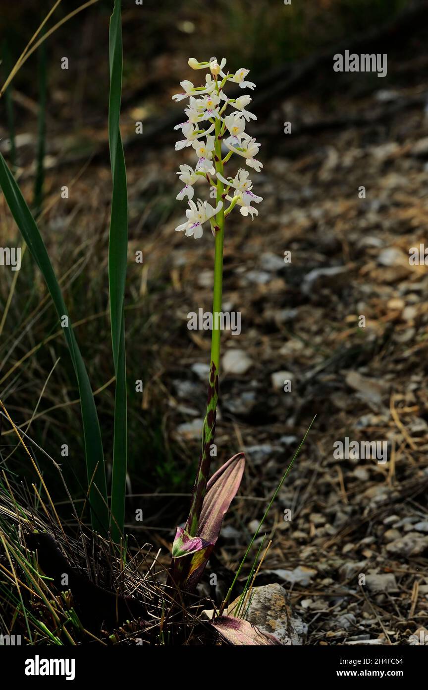 Orchis olbiensis, is a terrestrial species of the orchid family Stock ...