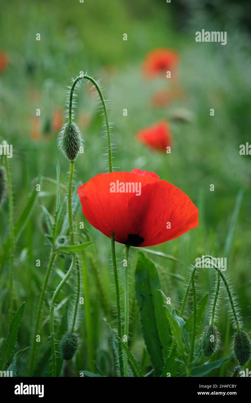wild red poppies in the grass Stock Photo - Alamy