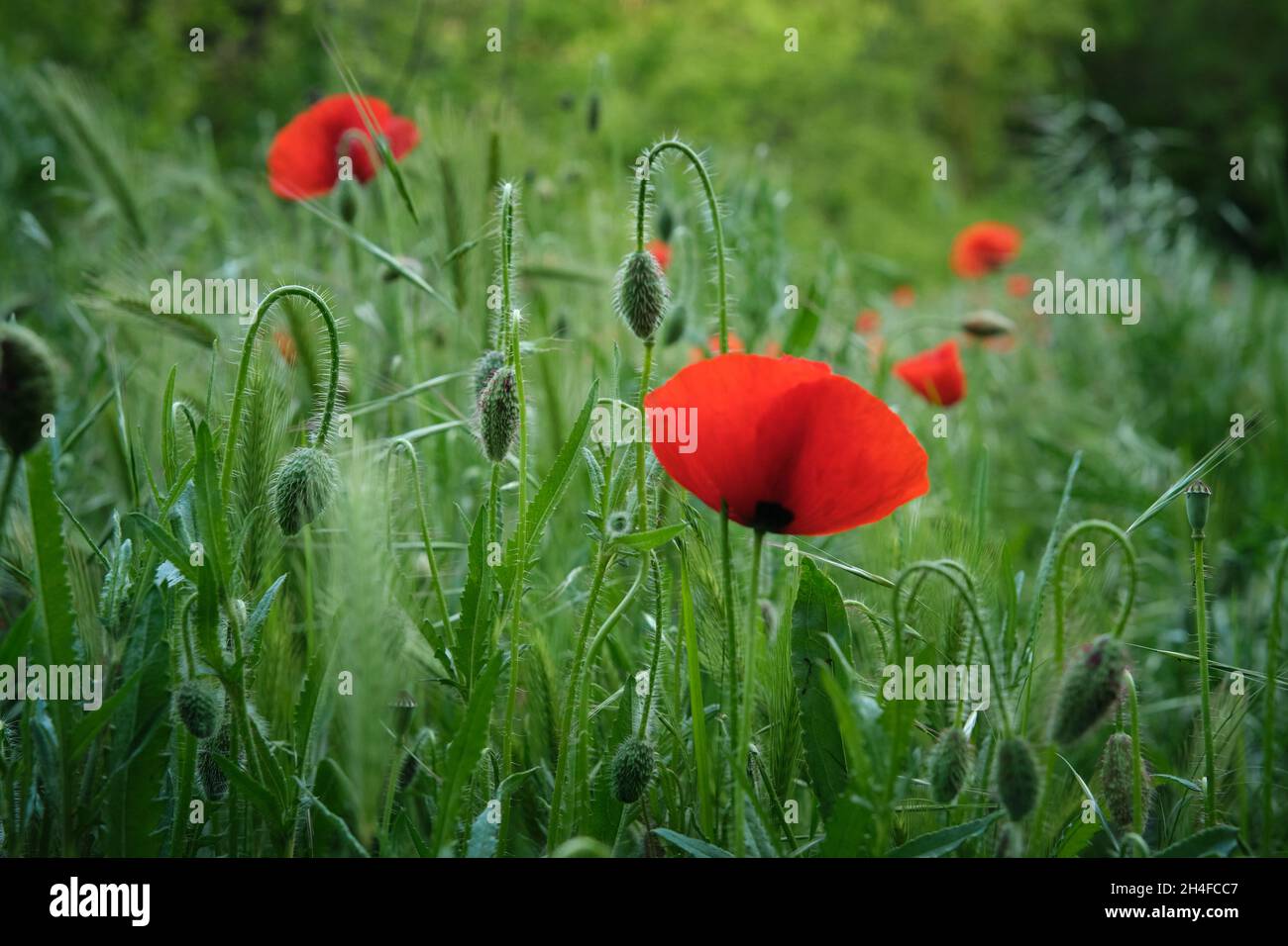 Poppies in the grass hi-res stock photography and images - Alamy