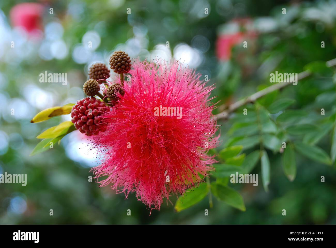 Powder puff tree hi-res stock photography and images - Alamy