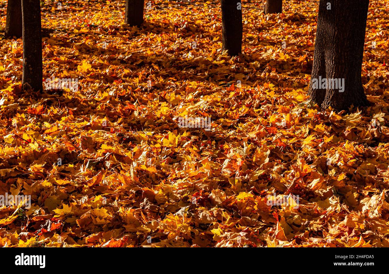 the lower part of the tree trunks covered with yellow leaves. High ...