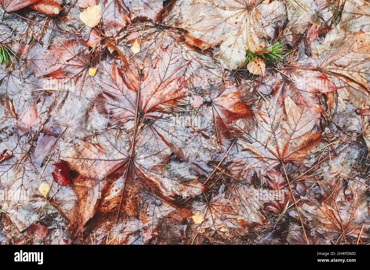 Wet ground texture hi-res stock photography and images - Alamy