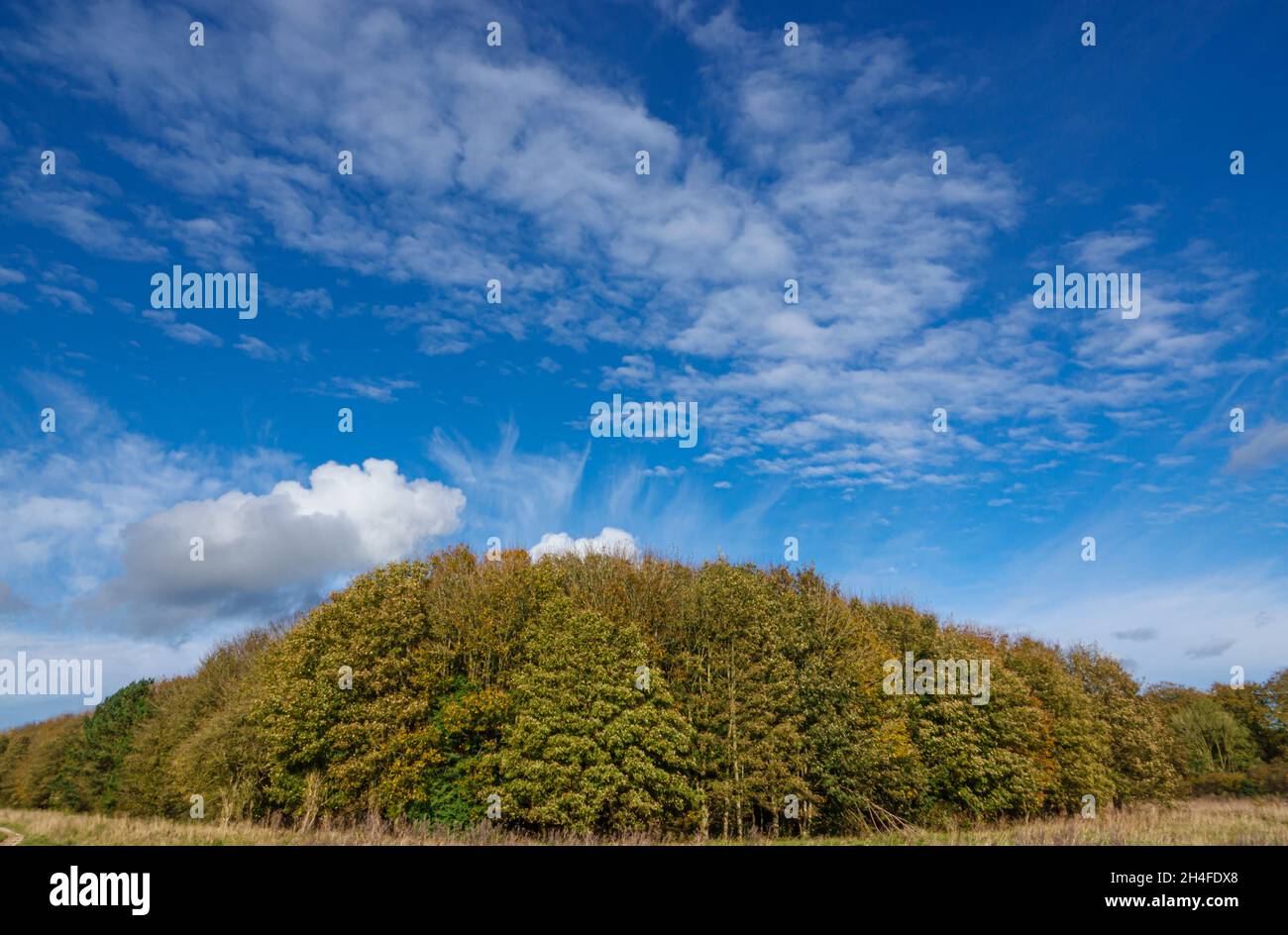 English beech trees hi-res stock photography and images - Alamy