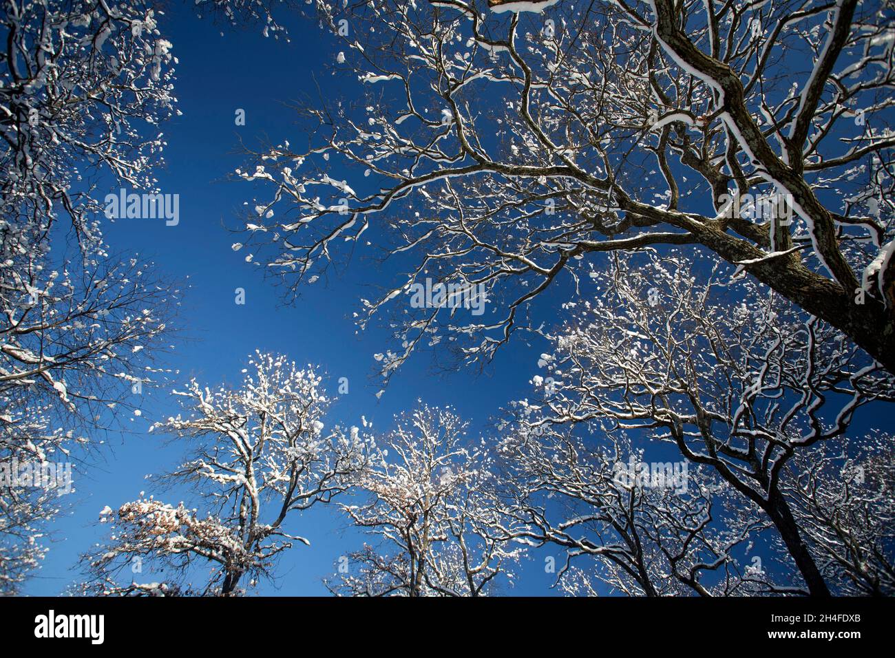 Sky trees and ice weather hi-res stock photography and images - Alamy