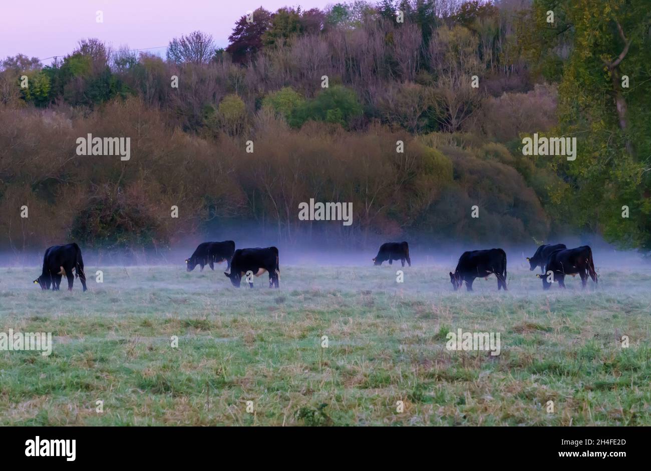 Black beef cattle hi-res stock photography and images - Alamy