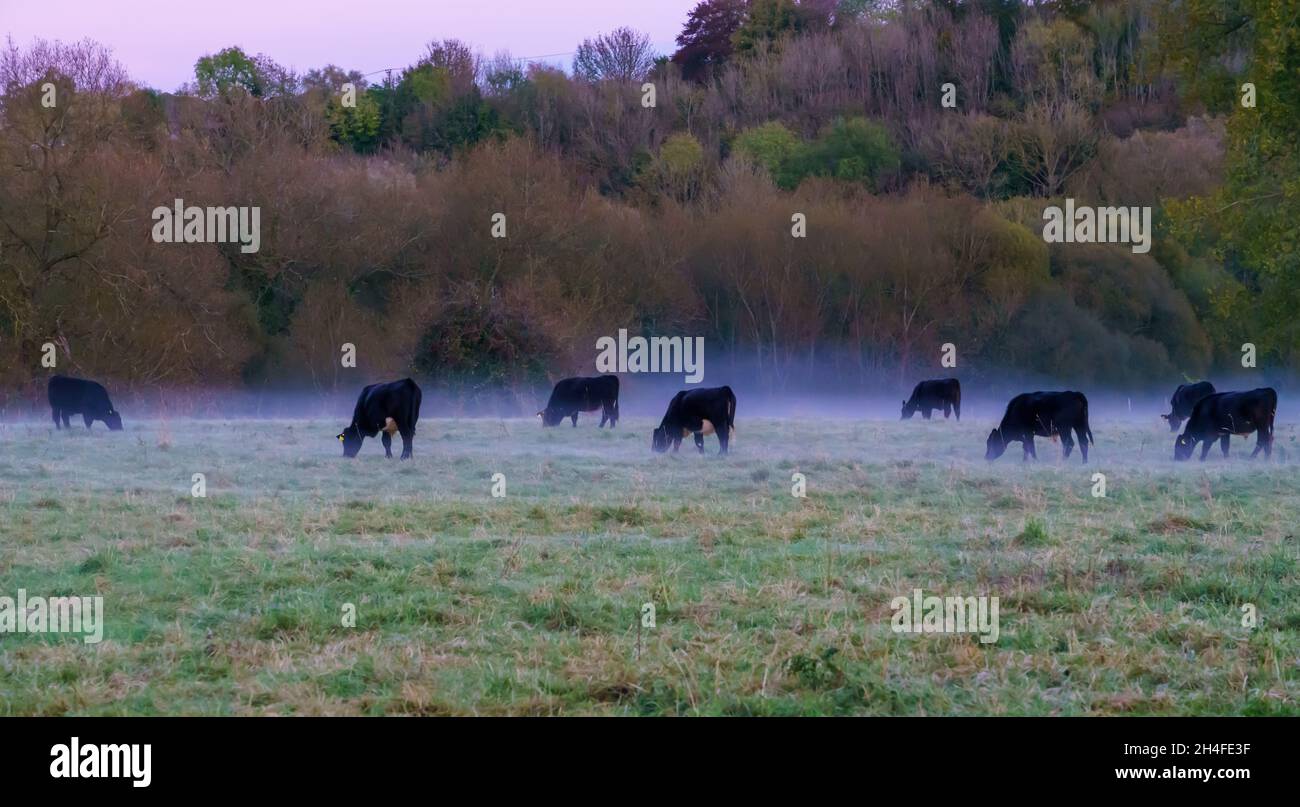Black beef cattle hi-res stock photography and images - Alamy