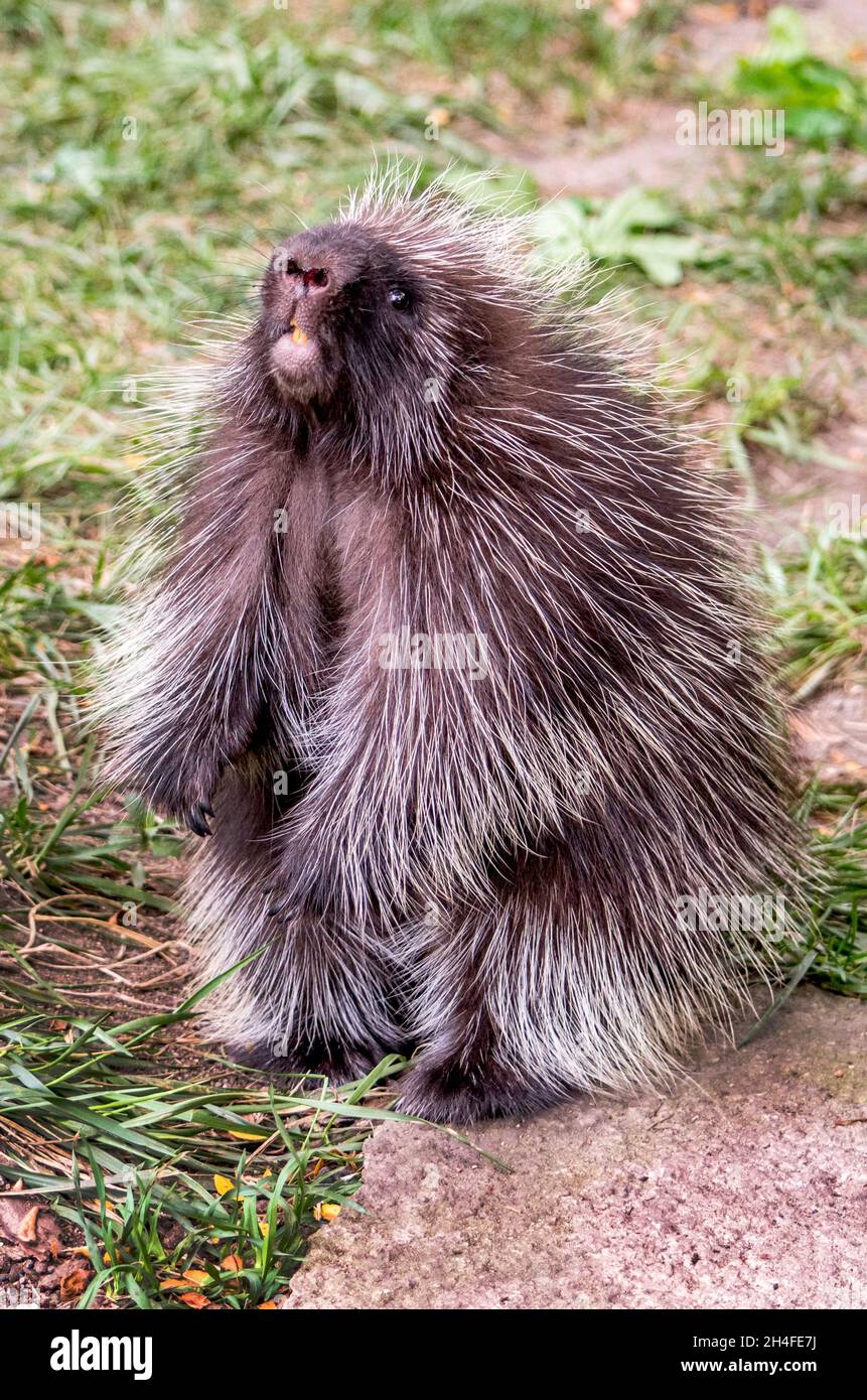 porcupine posing on his hind legs Stock Photo - Alamy