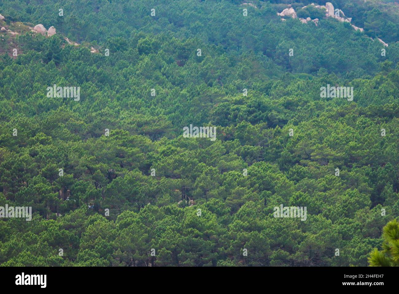 Forest trees seen from above in a mountain. Forest background. Pine ...