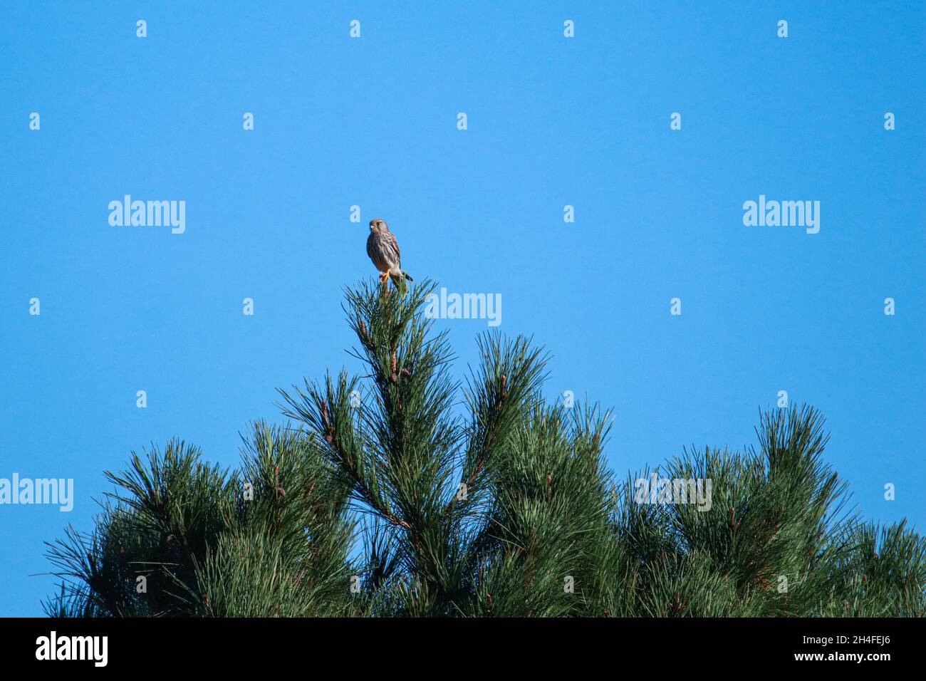 Common krestel in the top of a tree Stock Photo - Alamy