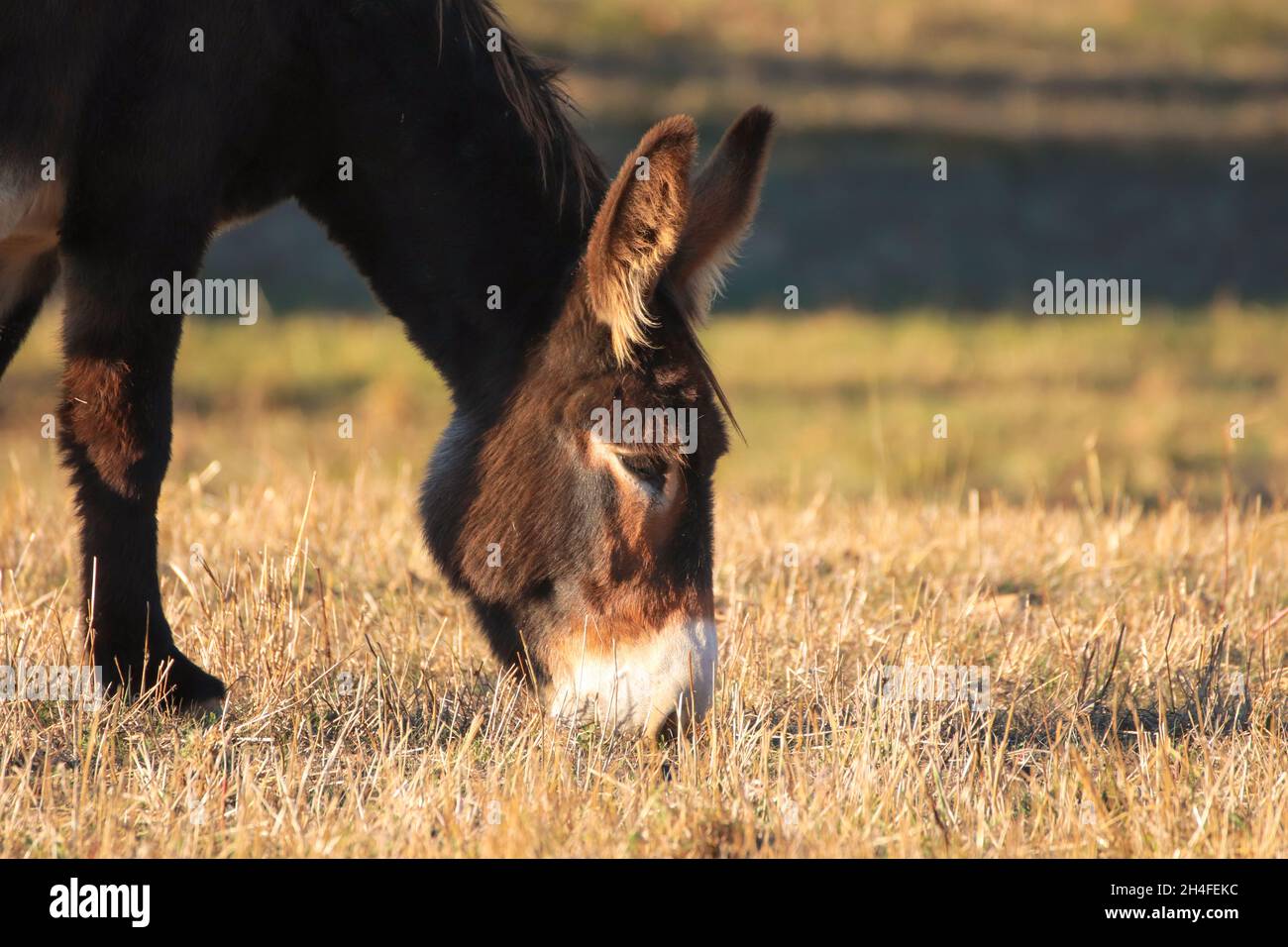 Donkey eating in a field Stock Photo - Alamy