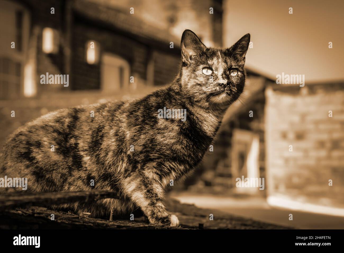 Sepia tone cat hi-res stock photography and images - Alamy