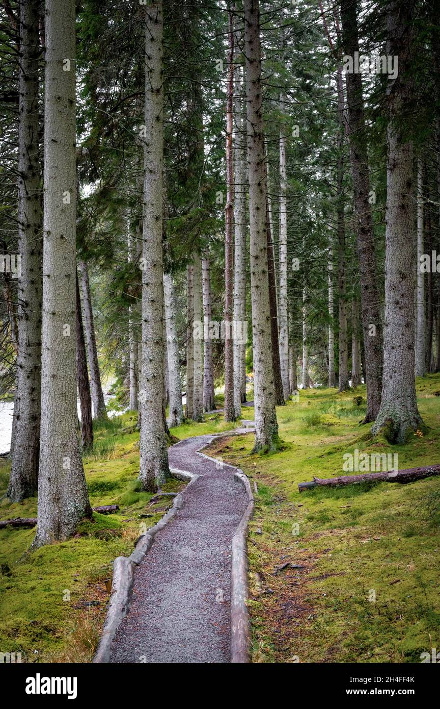 A foot path curving into the pine forest in the scottish highlands ...