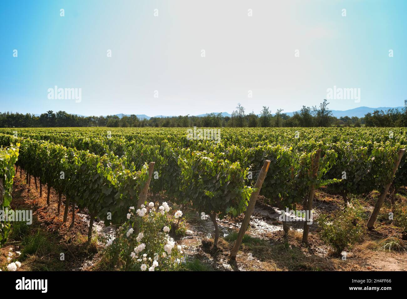 Vine crops at a vineyard at Colchagua valley, Chile Stock Photo - Alamy