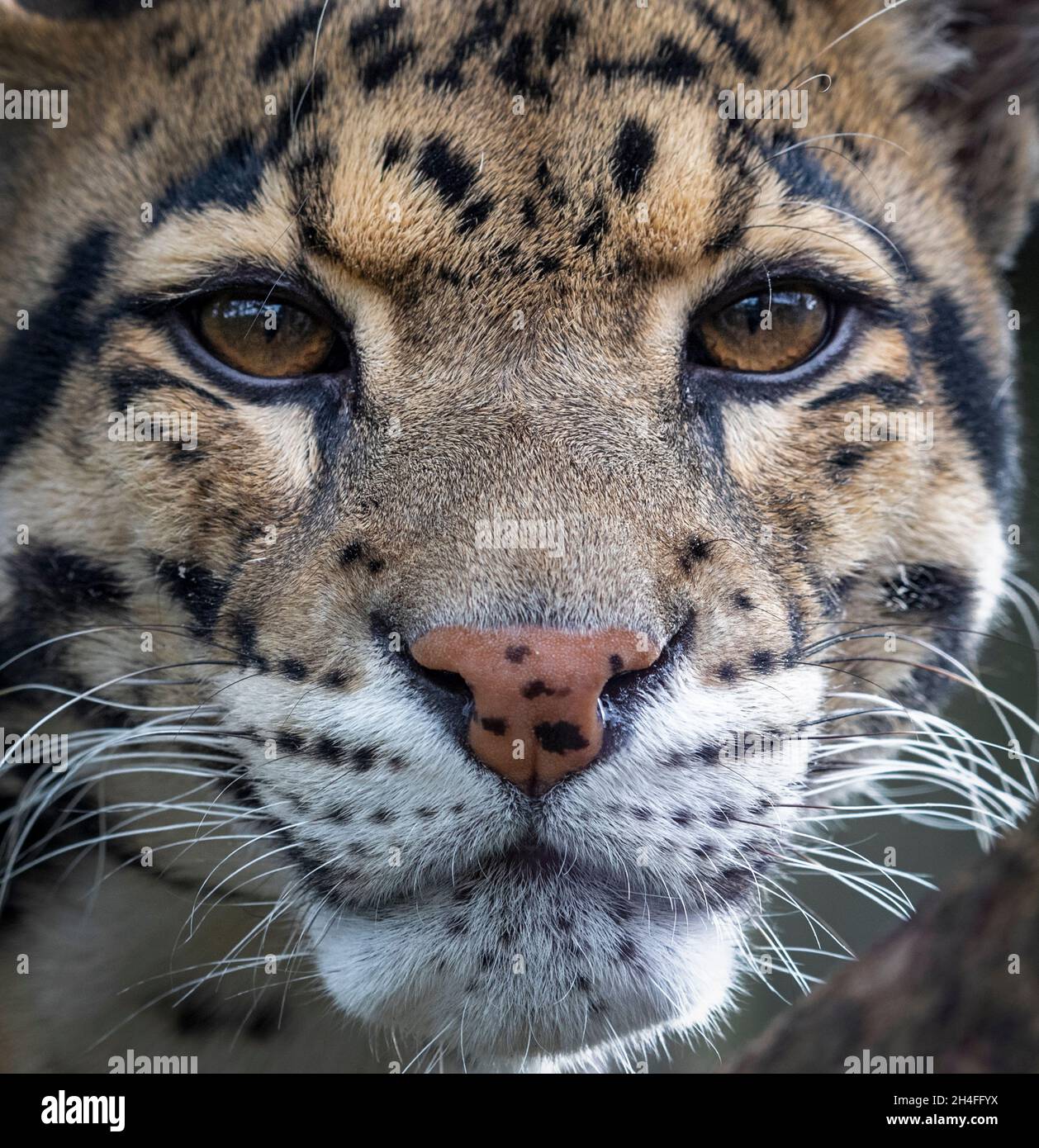 Clouded leopard (Neofelis nebulosa), big close-up Stock Photo - Alamy