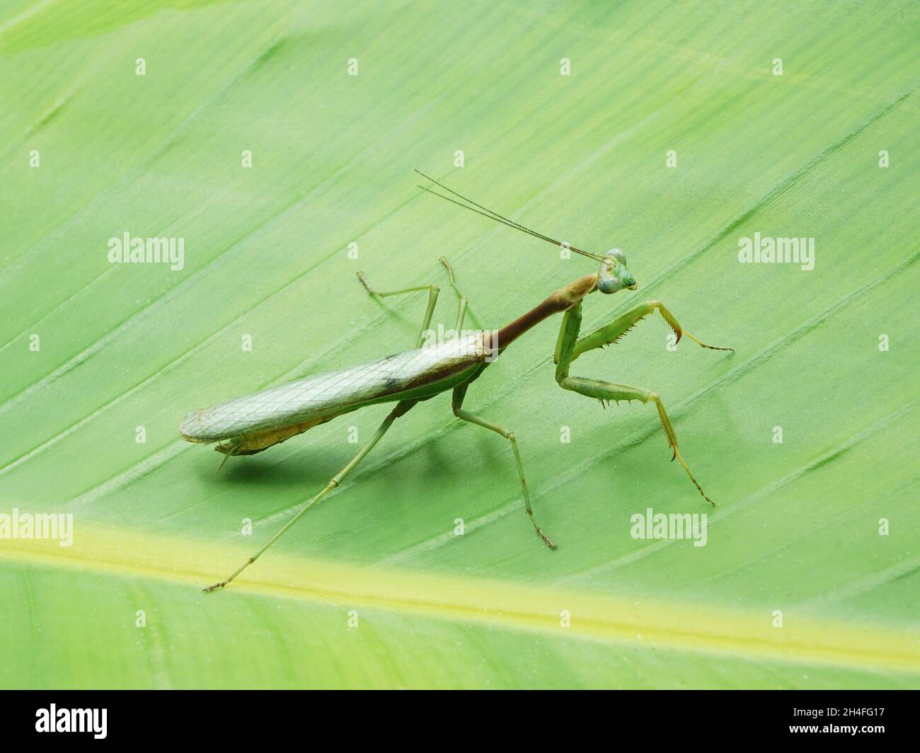 Praying Mantis resting on a palm leaf Stock Photo - Alamy