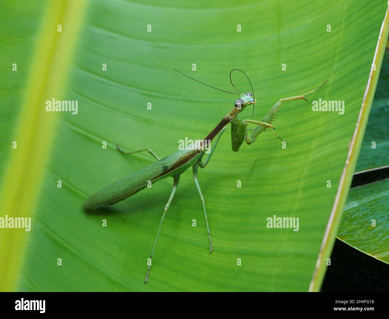 Praying Mantis on a palm leaf cleaning its antennae Stock Photo - Alamy