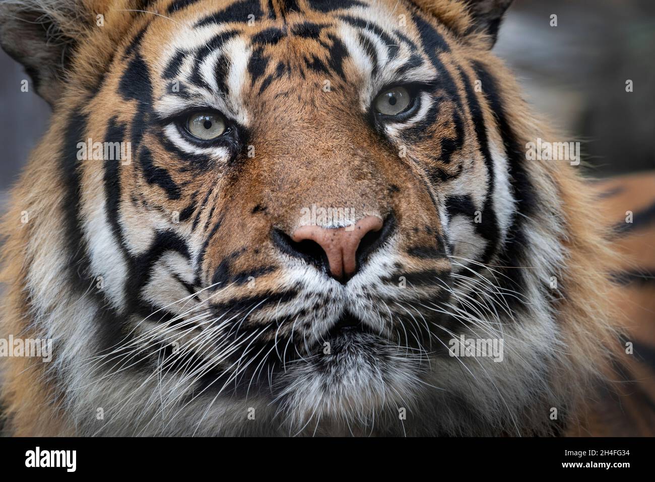 Sumatran tiger, looking towards camera Stock Photo - Alamy