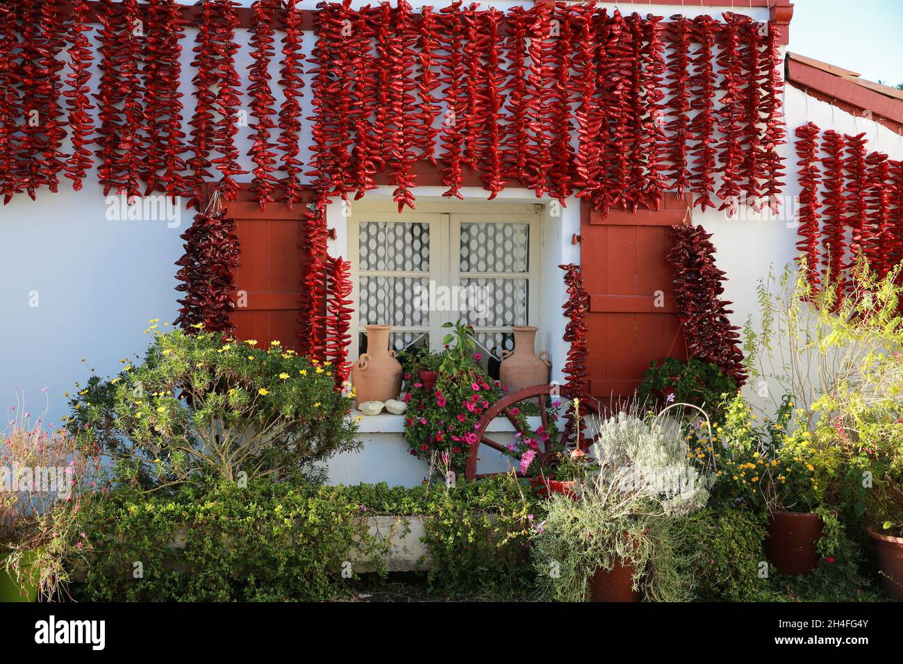 House covered in chillies in the famous village of Espelette, Pays ...