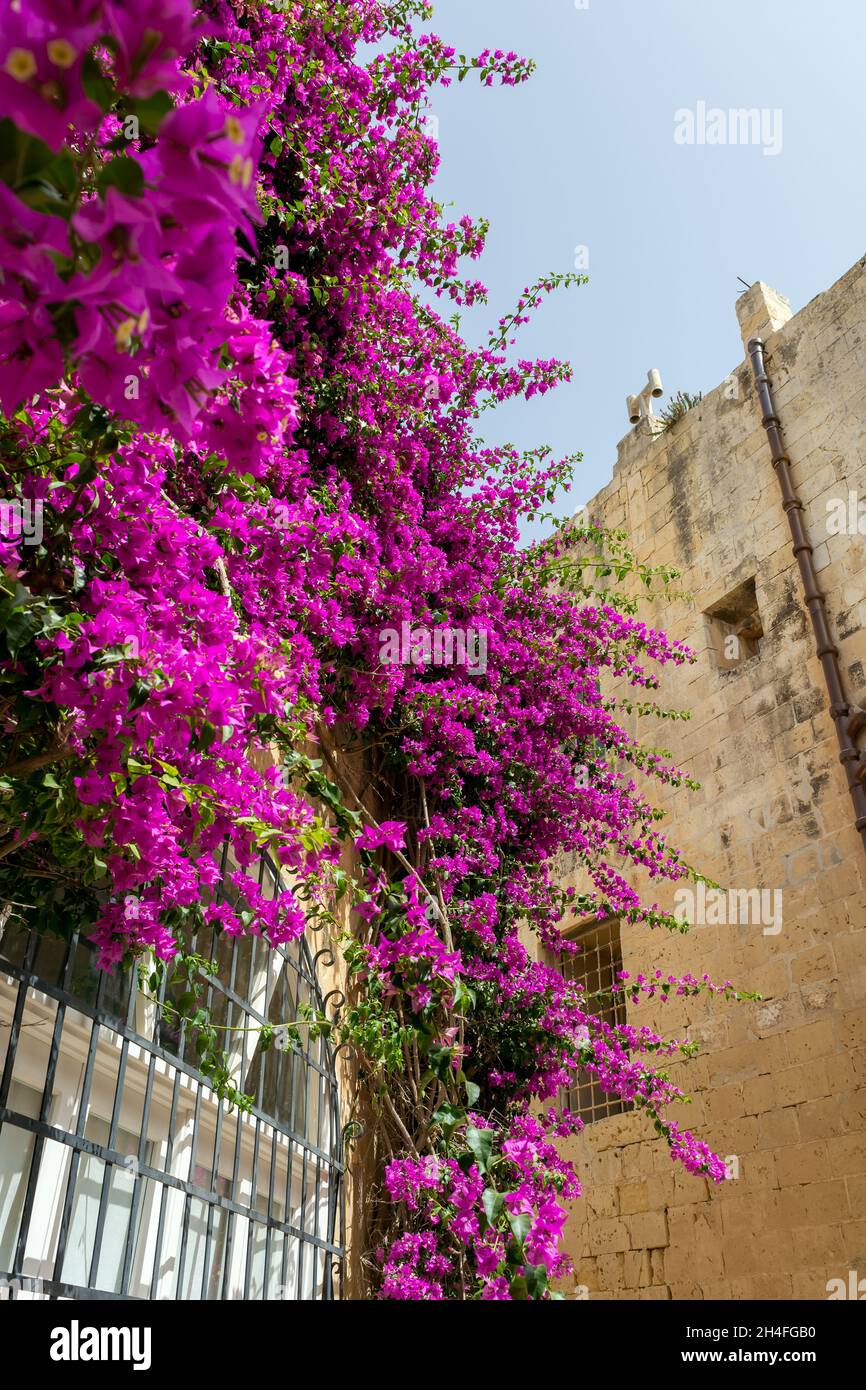 Window overgrown with lush Bougainvillea branches. Mdina architecture ...