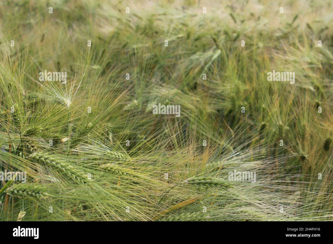 Triticale Feld (Getreideanbau) in Heiden, NRW, Deutschland Stock Photo ...