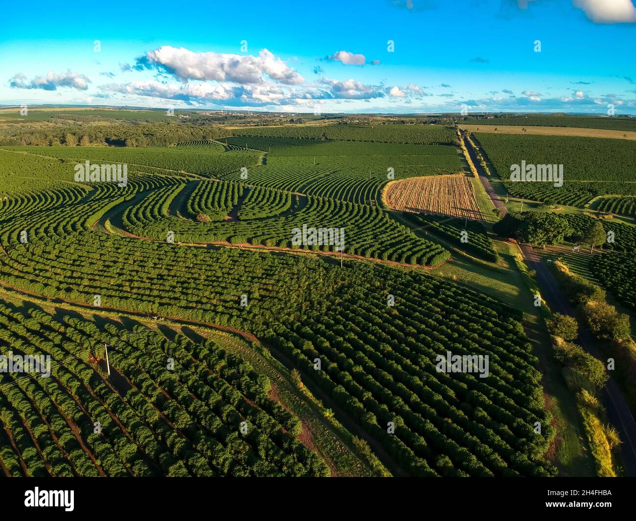 aerial viewof green coffee field in Brazil Stock Photo - Alamy