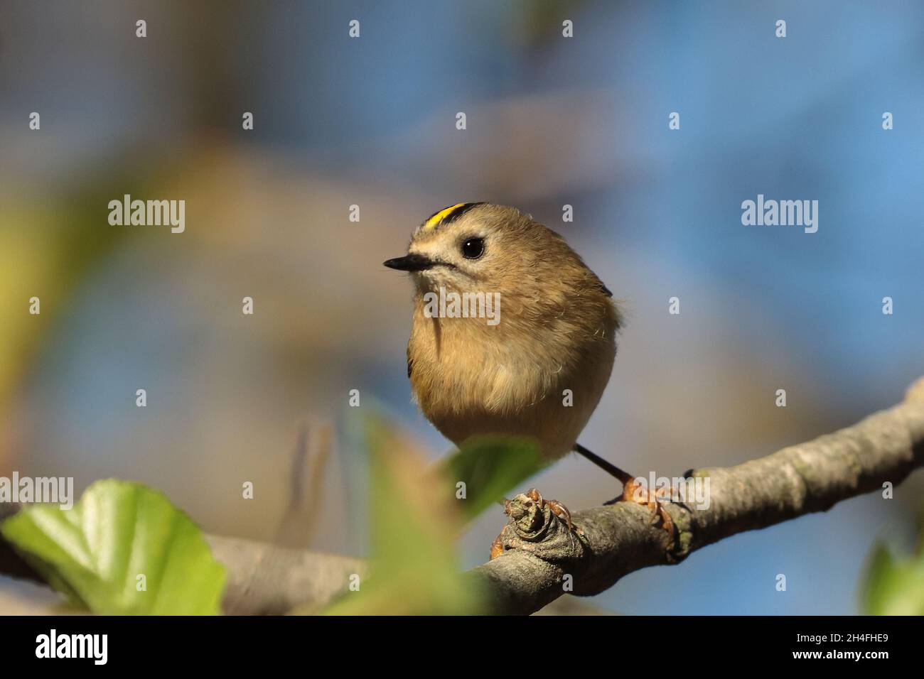 Yellow headed kinglet hi-res stock photography and images - Alamy