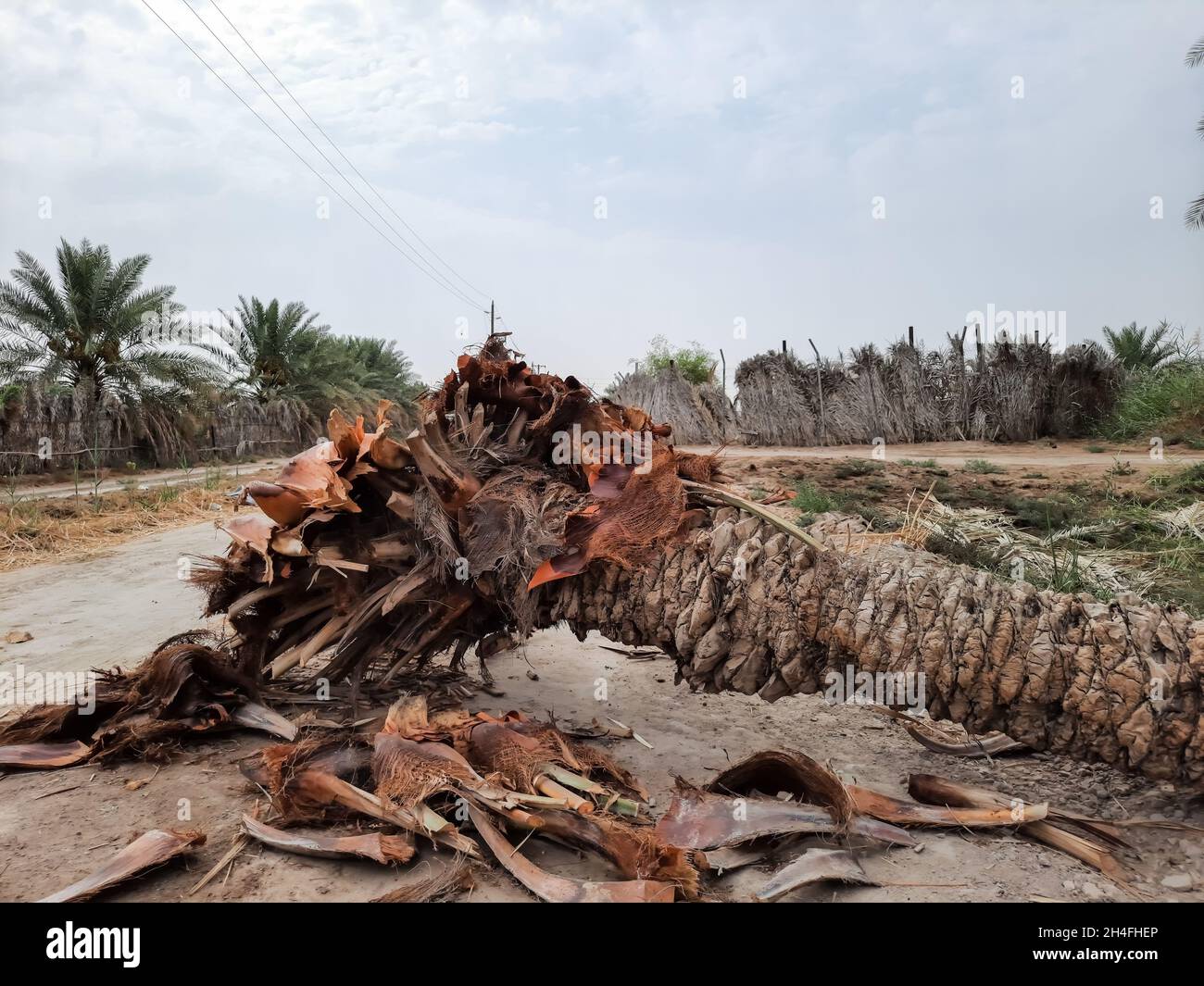 Broken dead damaged palm tree on the sand under a blue cloudy sky ...