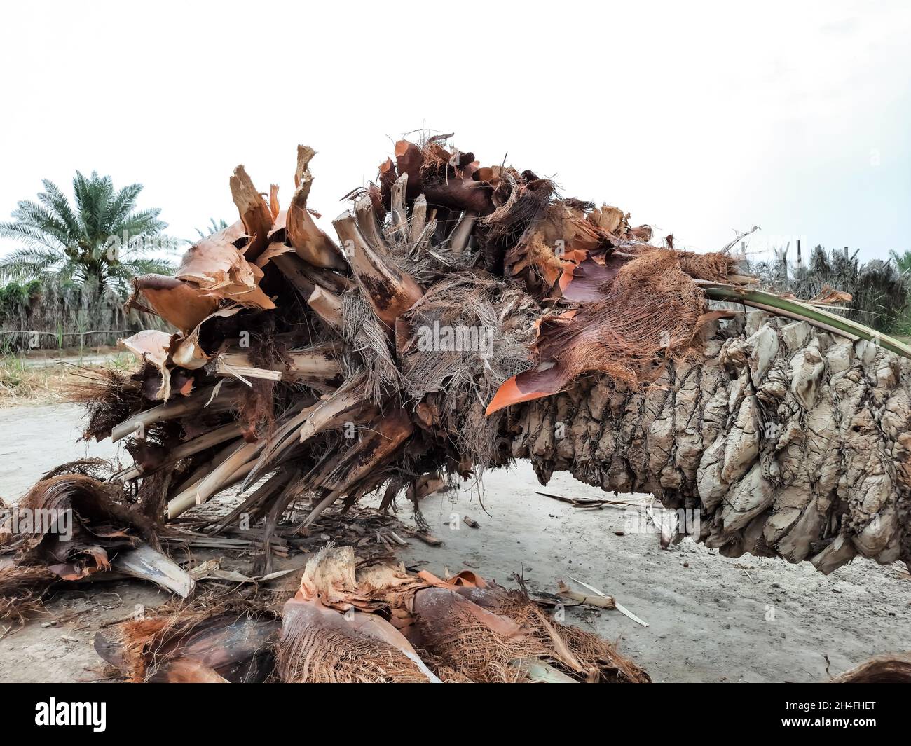 Broken dead damaged palm tree on the sand during the daytime Stock ...
