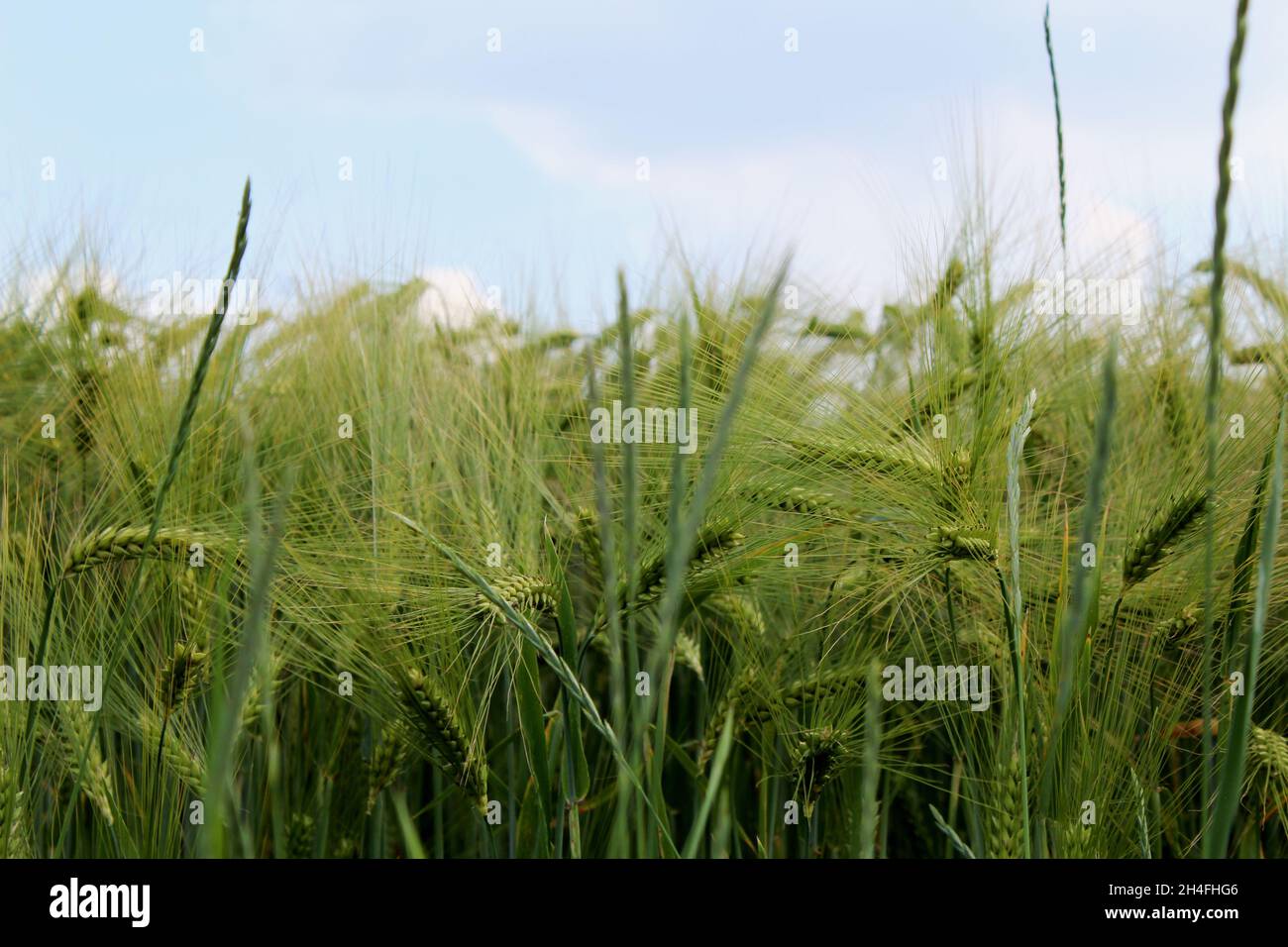 Triticale Feld (Getreideanbau) in Heiden, NRW, Deutschland Stock Photo ...