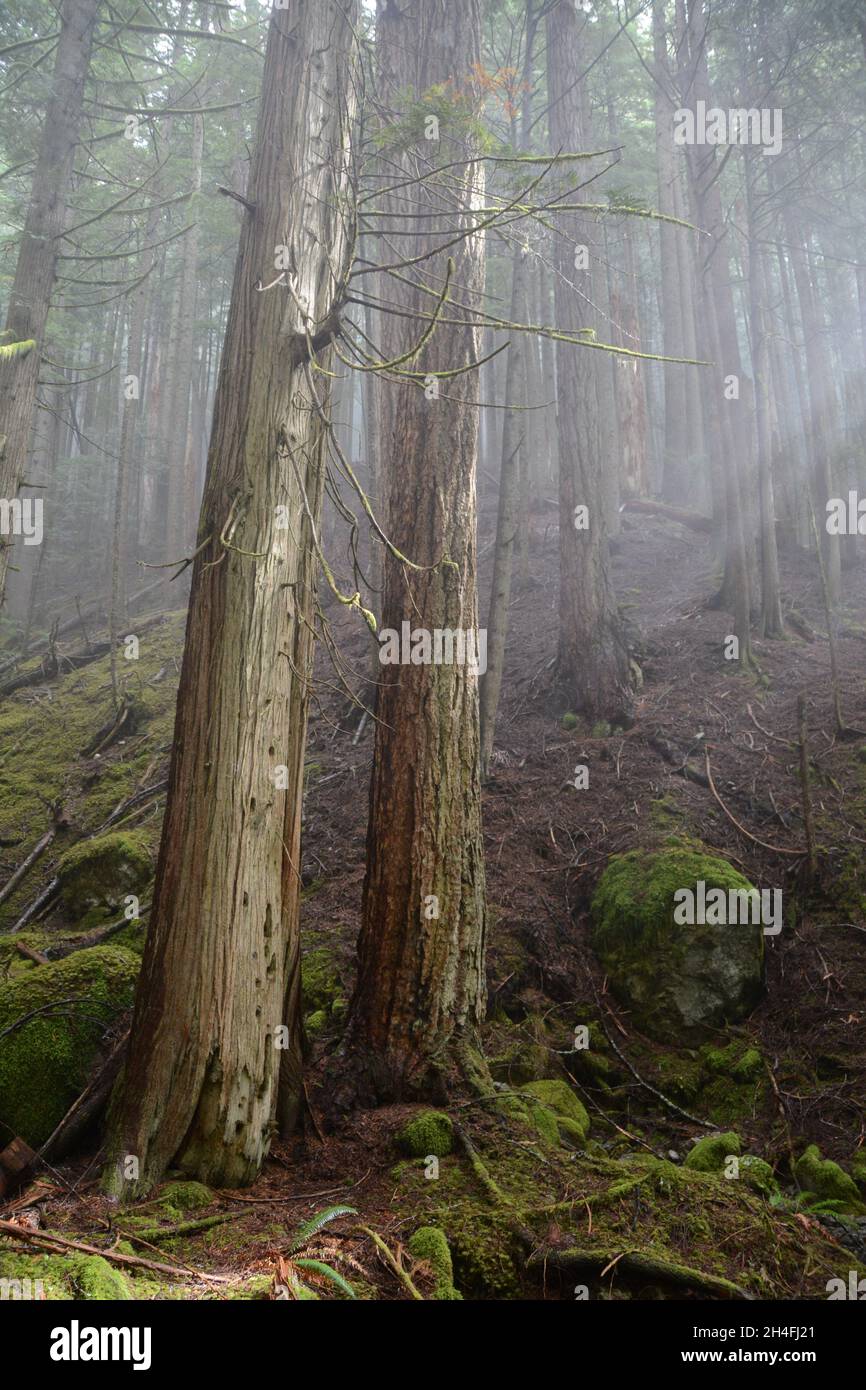 Conifer trees in a pristine and foggy old growth forest on the Sunshine ...