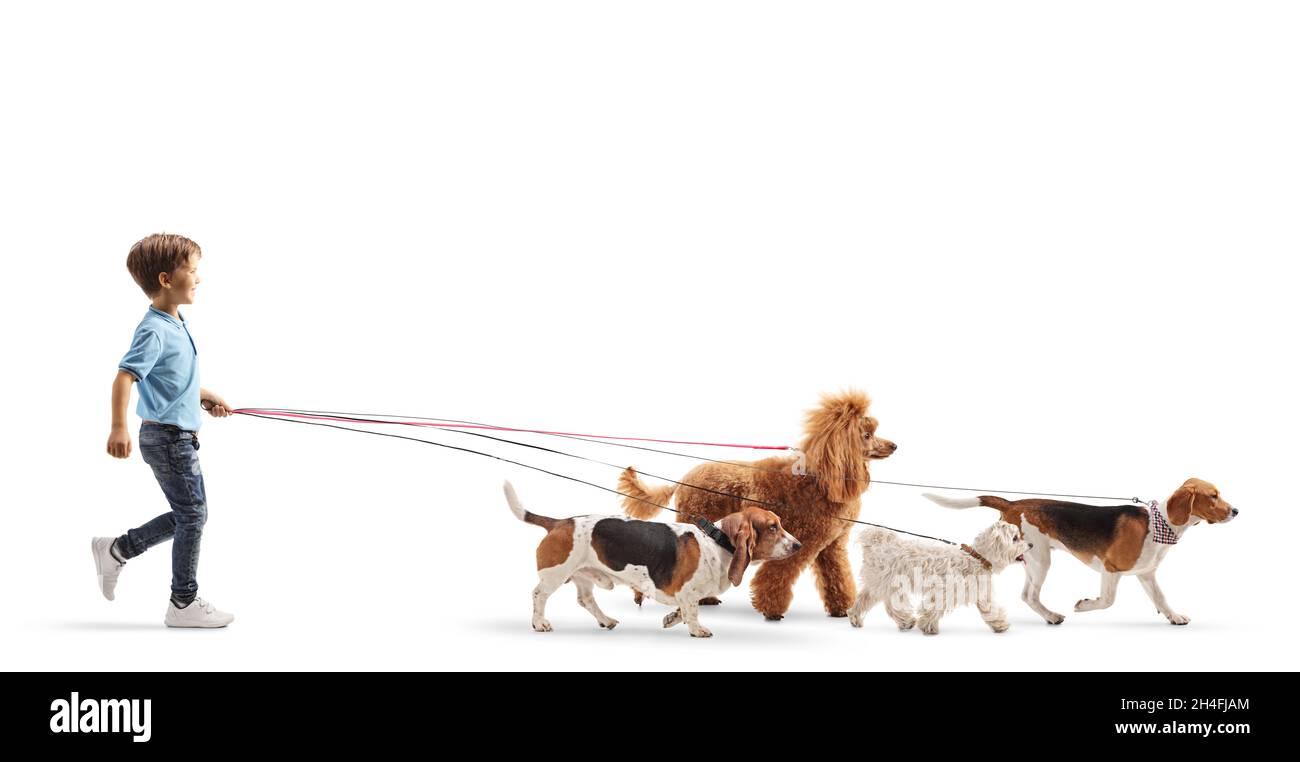 Can A Child Walk A Dog Alone