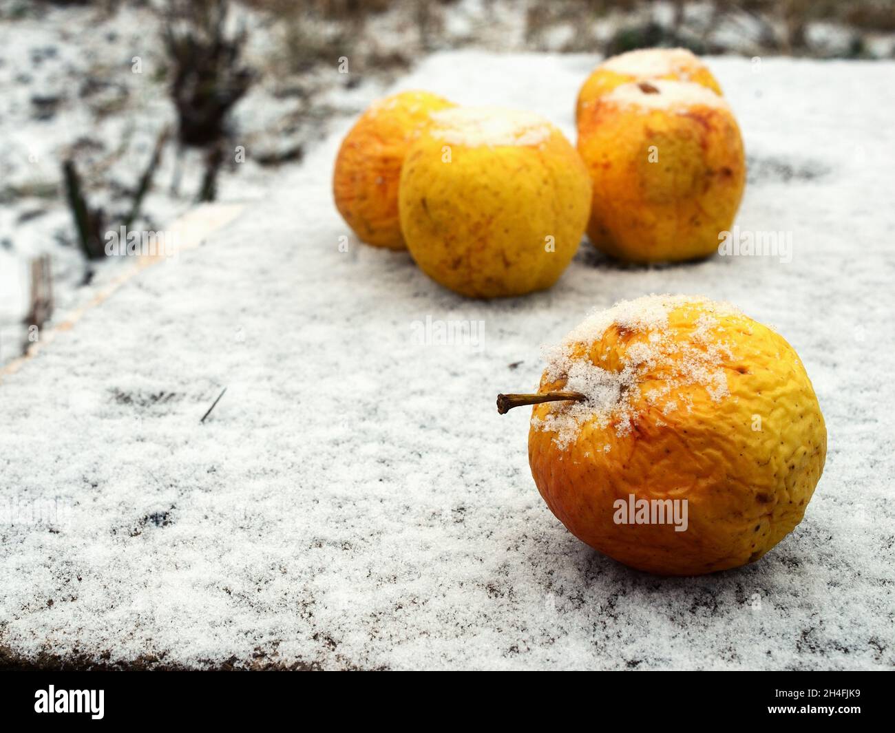 Snowy garden scene hi-res stock photography and images - Alamy