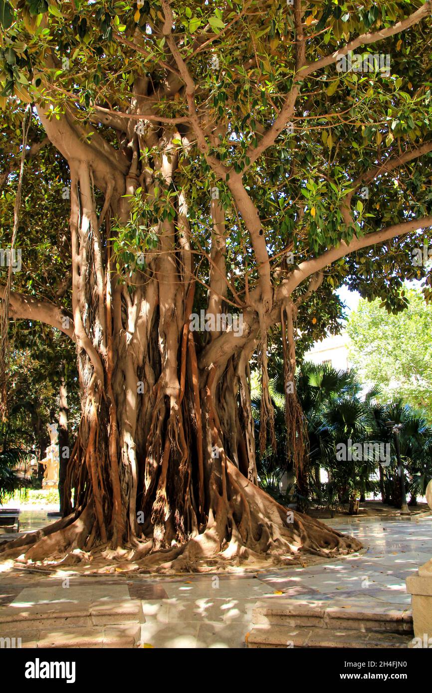 Beautiful and aged colossal Rubber Trees at Gabriel Miro Square in ...