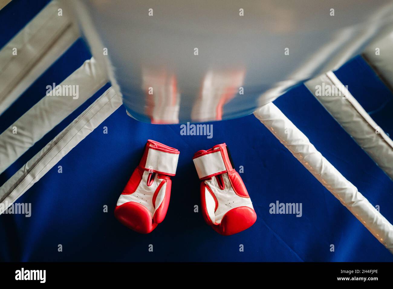 Close-up of red boxing gloves on the floor of a blue boxing ring Stock ...