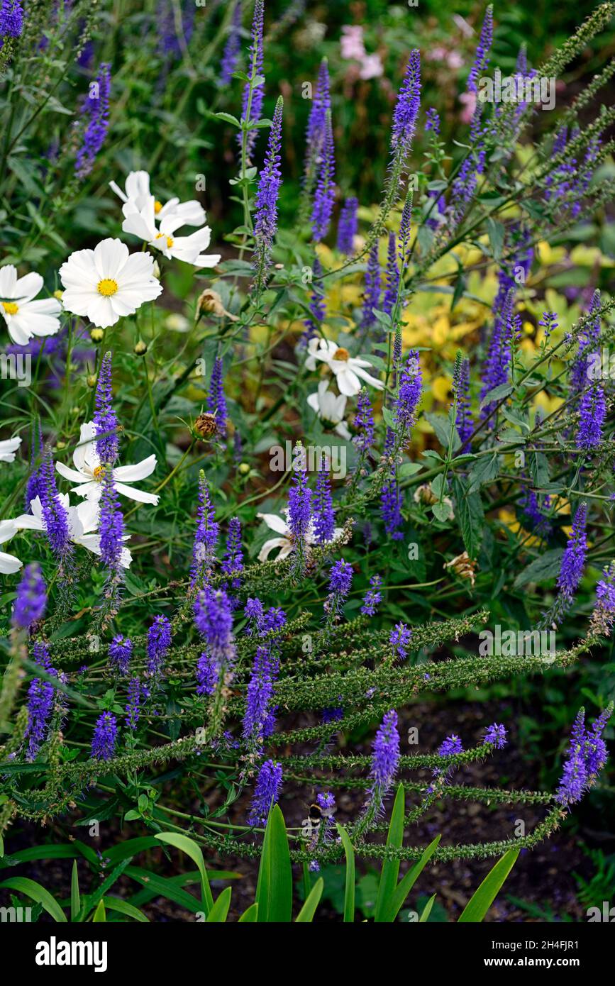 Veronicastrum virginicum Apollo,Culver's Root,lilac blue, lilac-blue ...