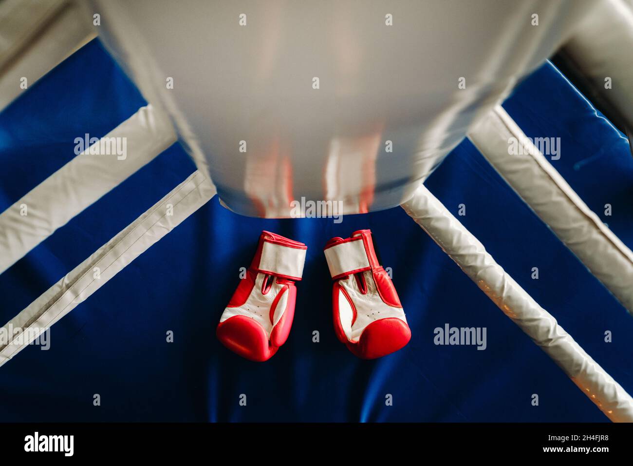 Close-up of red boxing gloves on the floor of a blue boxing ring Stock ...