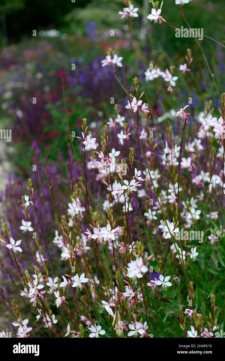 Gaura lindheimeri the bride hi-res stock photography and images - Alamy